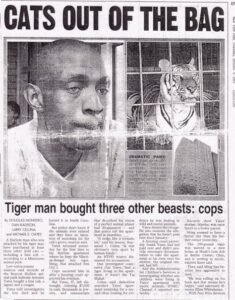 Ming: The Tiger that Lived in A Tiny NYC Apartment