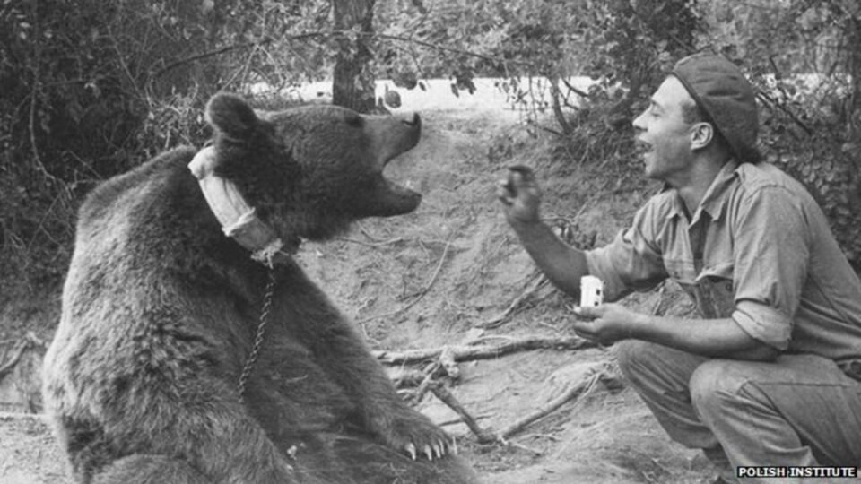 Wojtek The WWII Soldier Bear