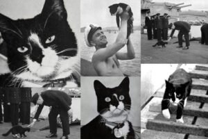 Unsinkable Sam, The WWII Cat who Survived 3 Sinking Ships