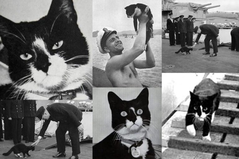 Unsinkable Sam, The WWII Cat who Survived 3 Sinking Ships