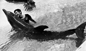 Margaret Howe Lovatt's Dolphin Connection