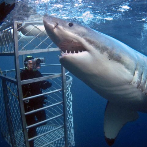 How Rodney Fox Survived the worst Great White Shark Attack in History